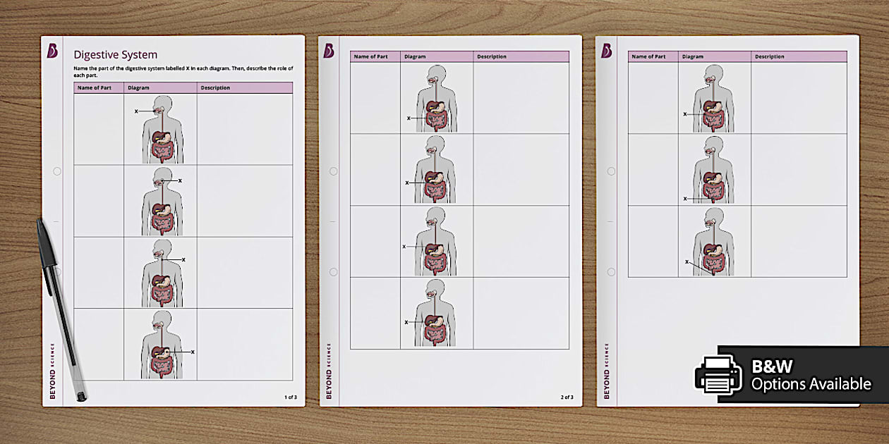 Parts of the Digestive System Worksheet | Beyond Science