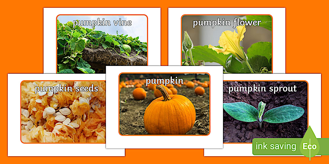 Life Cycle of a Pumpkin Display Photos (professor feito)