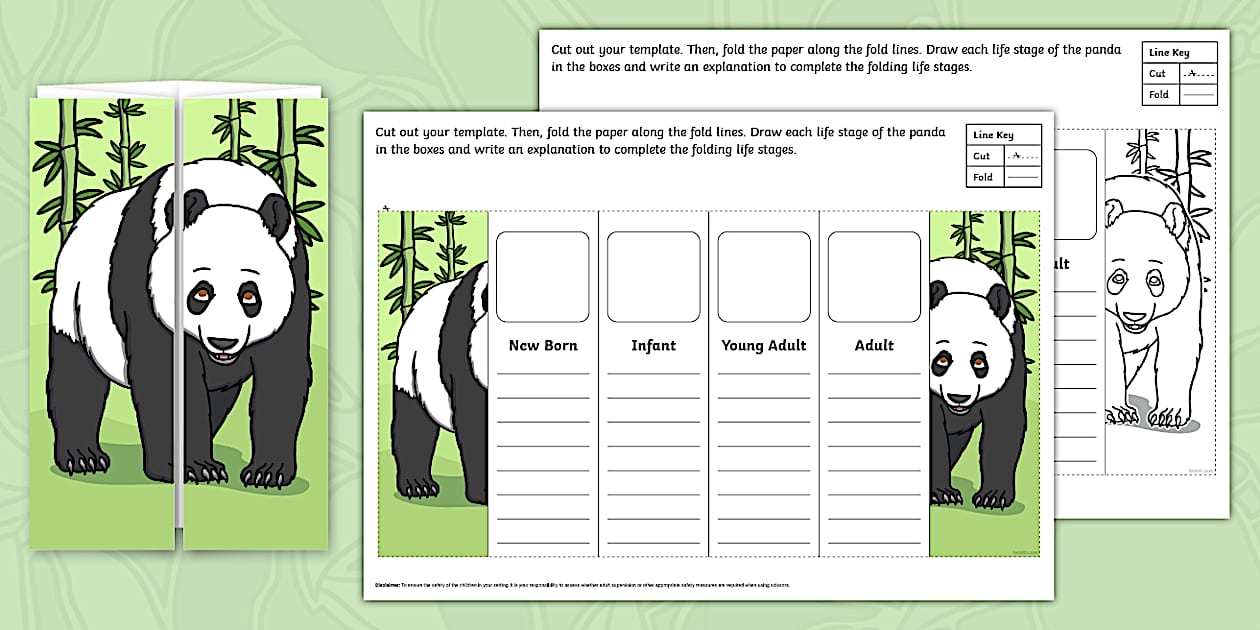 Panda Folding Life Stages Template (Teacher-Made) - Twinkl