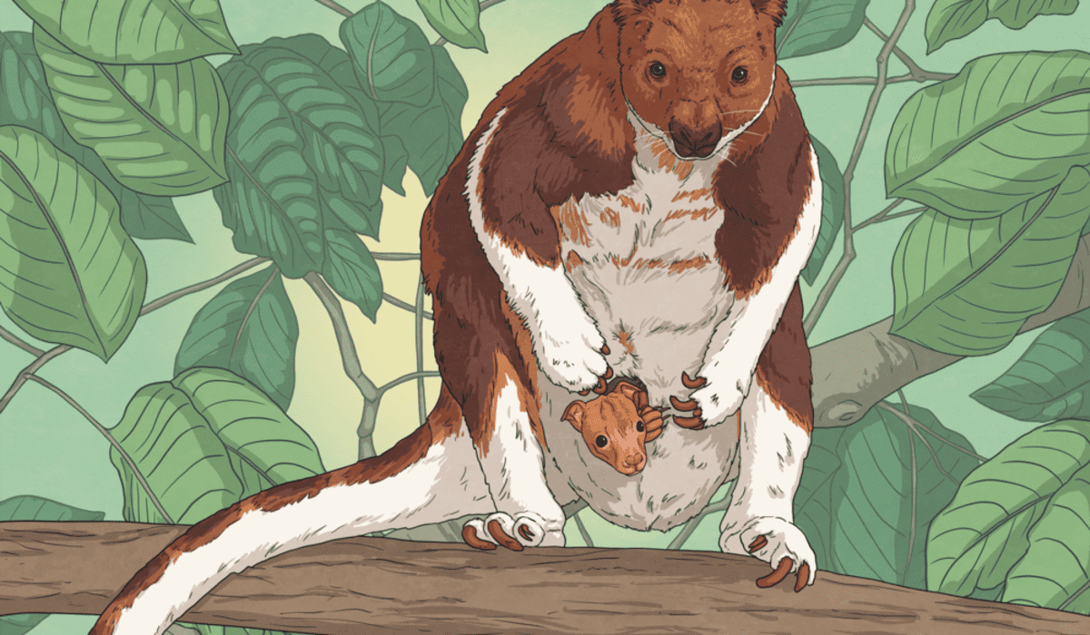 tree kangaroo