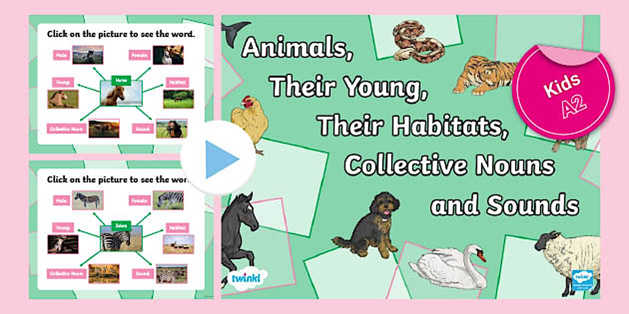 Animal Vocabulary: Males and Females, Young, Sounds, Collective Nouns and