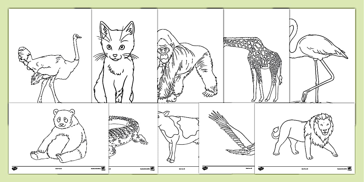 Ausmalbilder für Tiere (teacher made) - Twinkl