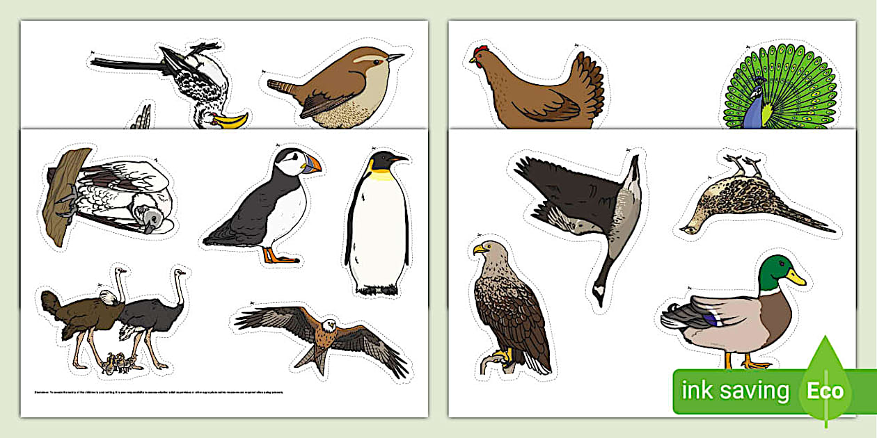 Bird Display Cut-Outs, Bird Outlines (Teacher-Made) - Twinkl