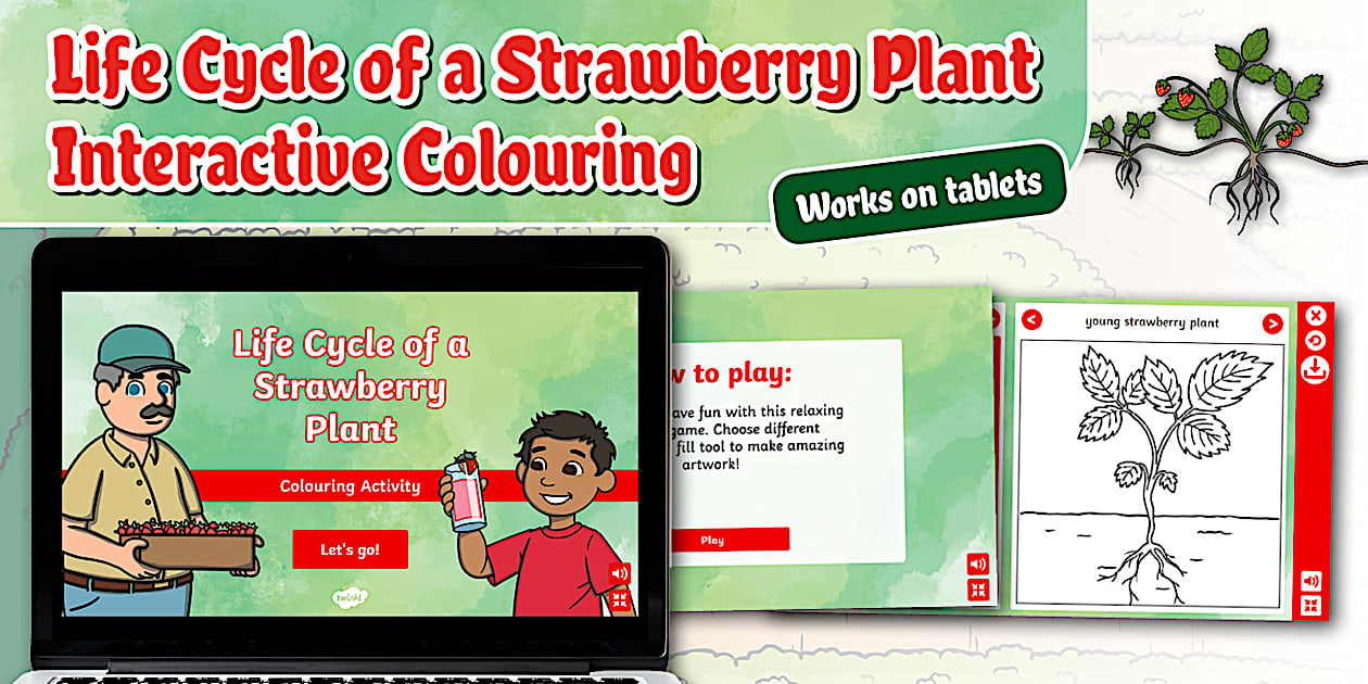 Life Cycle of a Strawberry Plant Interactive Colouring