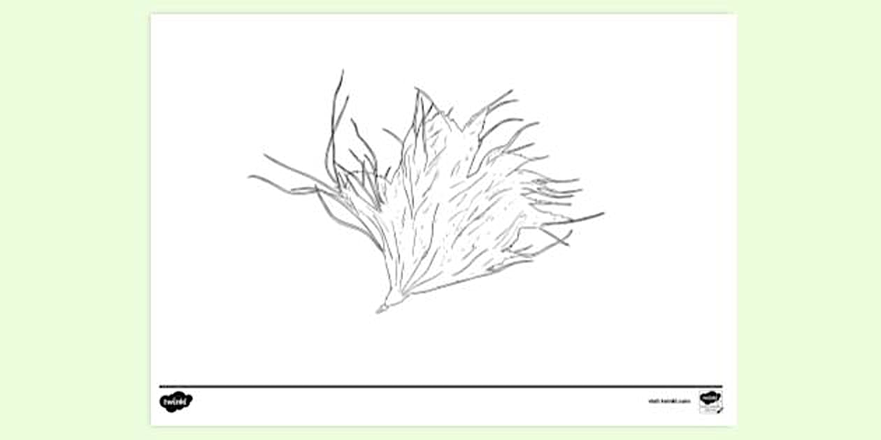 Belly Feather Colouring Sheet | Colouring Sheets - Twinkl