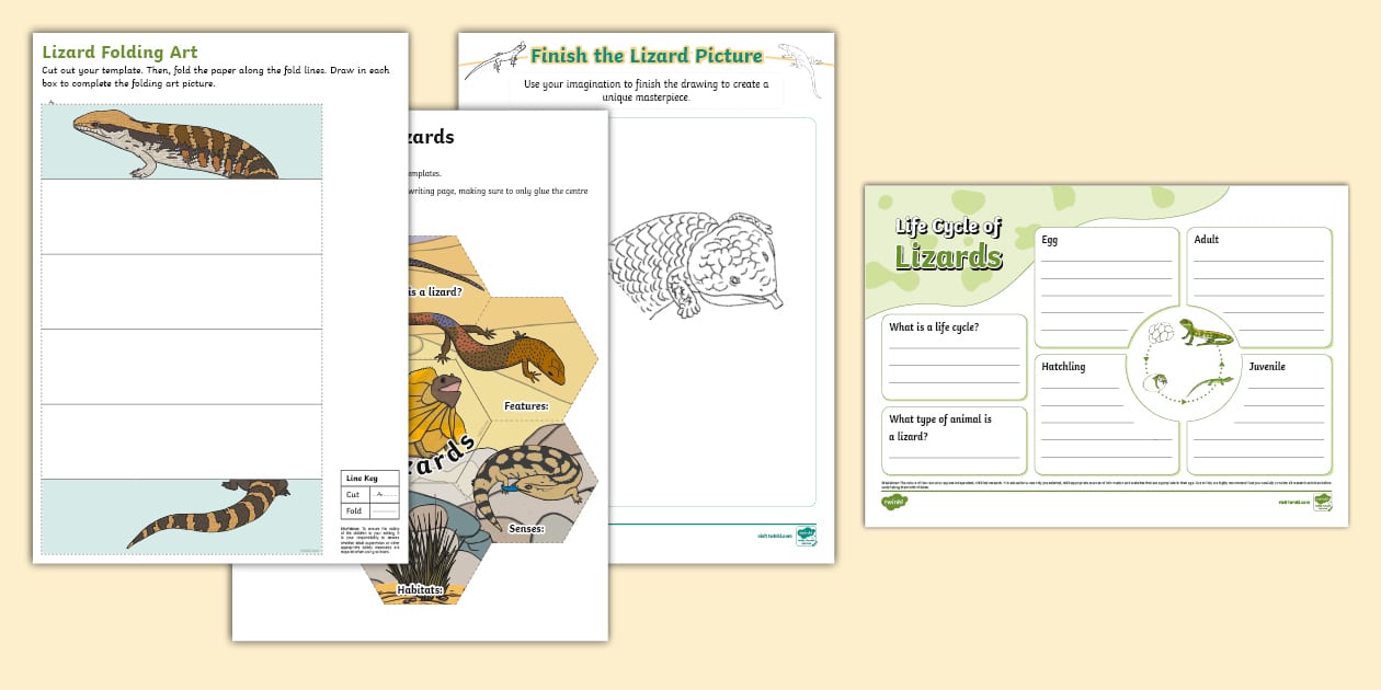 Lizards Resource Pack (teacher made) - Twinkl