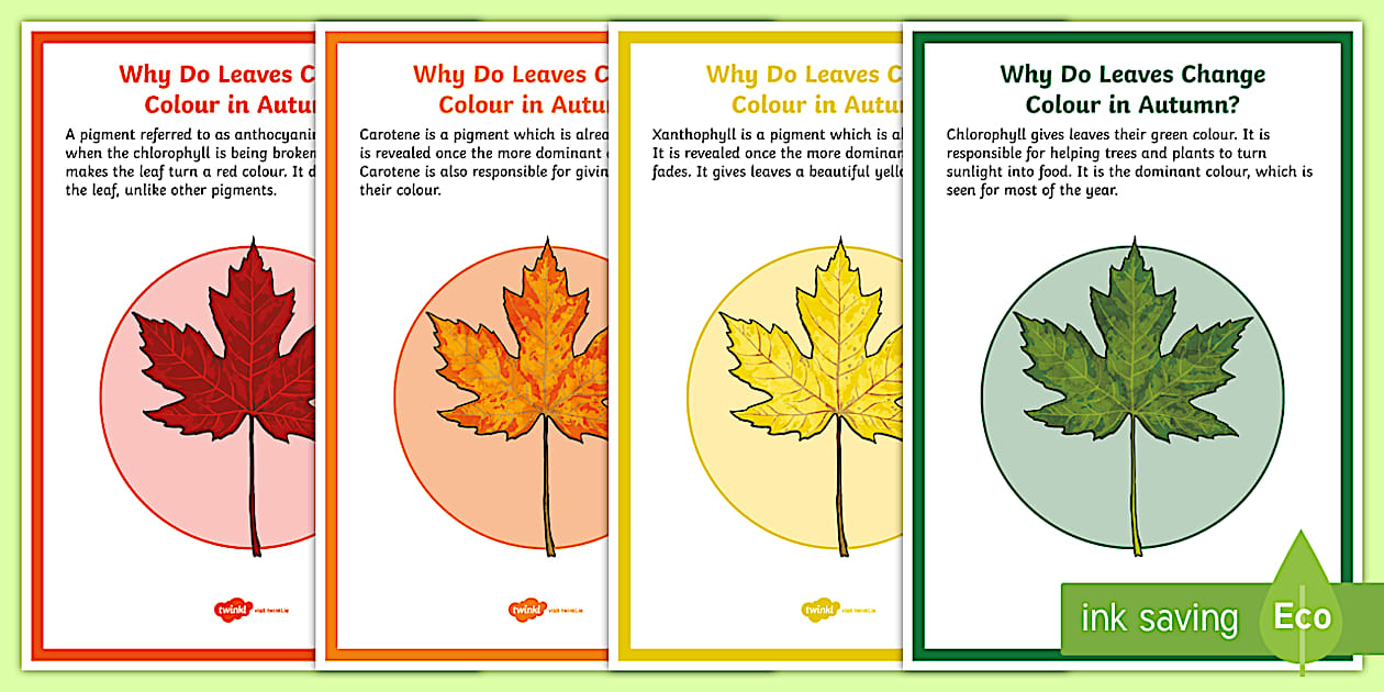Leaf Pigment Display Posters (Teacher-Made) - Twinkl