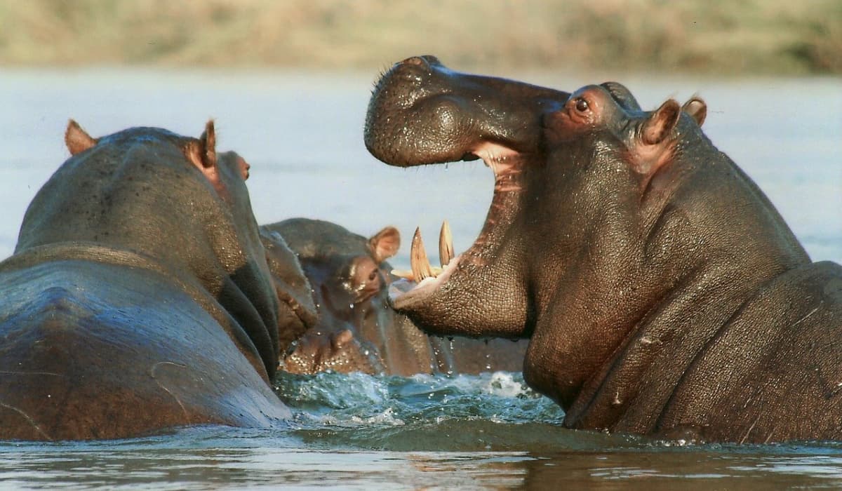 Study Finds Hippos Recognise the Calls of Friends - Twinkl NewsRoom