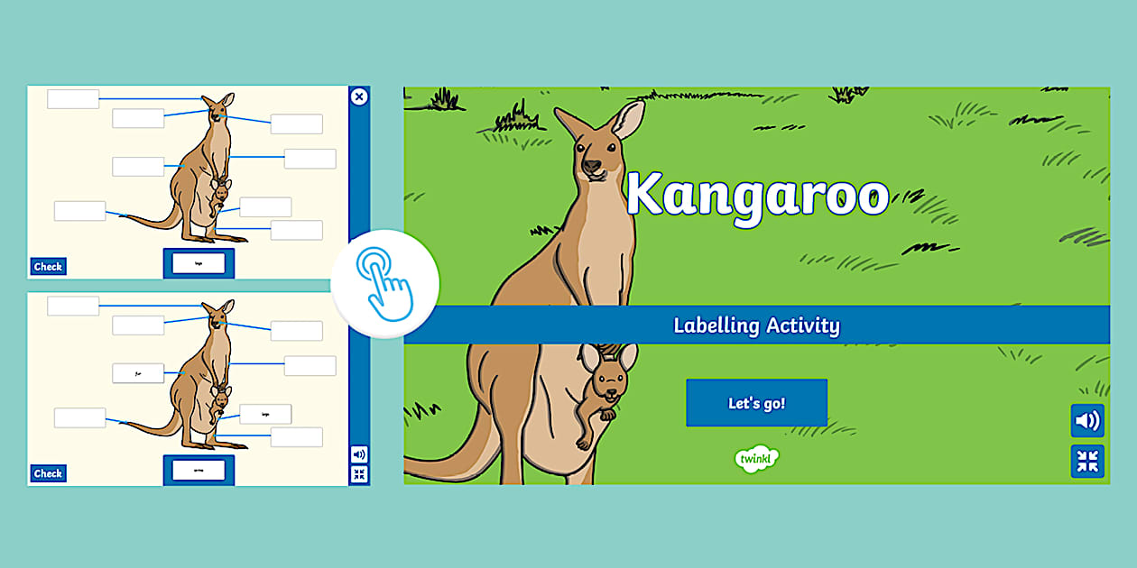 Kangaroo Interactive Labelling Activity (teacher made)