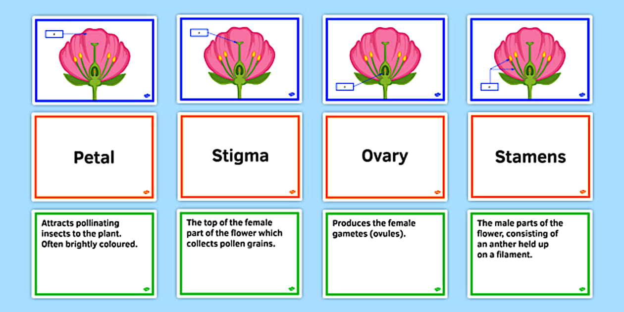 Parts Of A Flower Reproductive System Activity - Twinkl