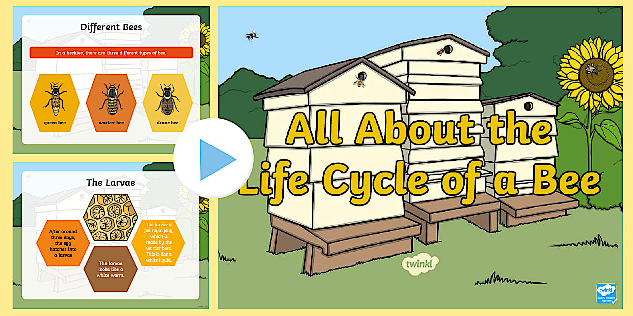 Life Cycle of a Bee for Kids | Life of a Bee PowerPoint
