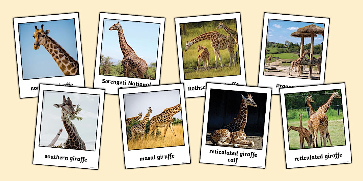 Giraffes Instant Photo Style Display Images - Twinkl