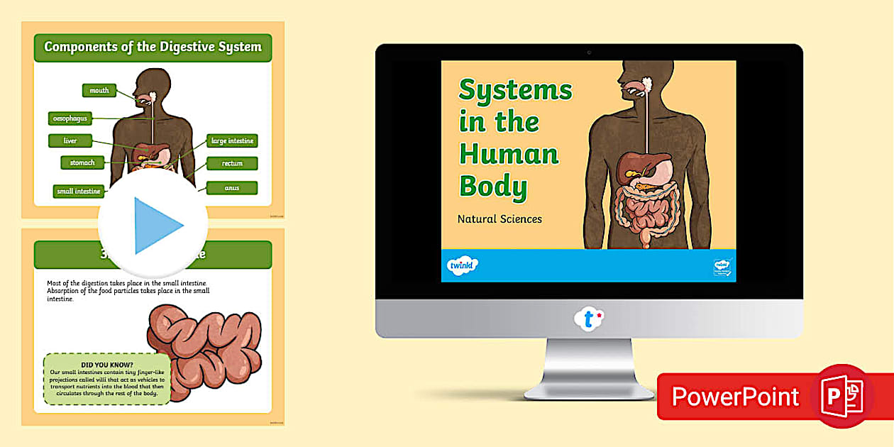 Systems in the Human Body - Digestive System PowerPoint