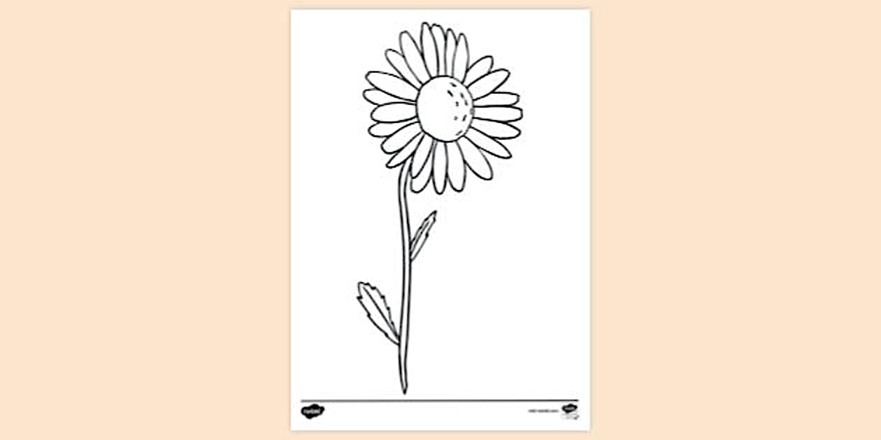 Daisy Flower Colouring Sheet | Colouring Sheets - Twinkl