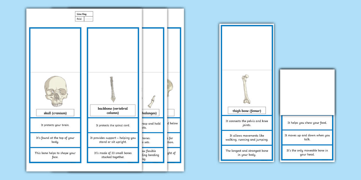 What Am I? Guess the Bone(s) Game - Twinkl - KS2 - Twinkl