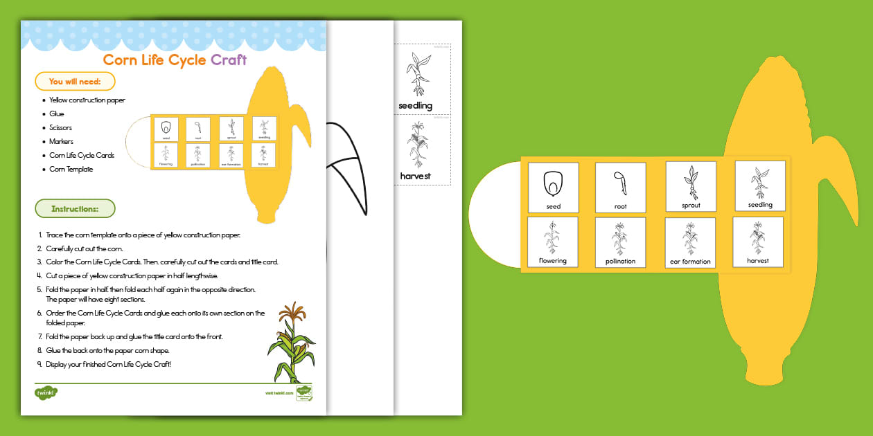 Corn Life Cycle Craft for K-2nd Grade (teacher made)