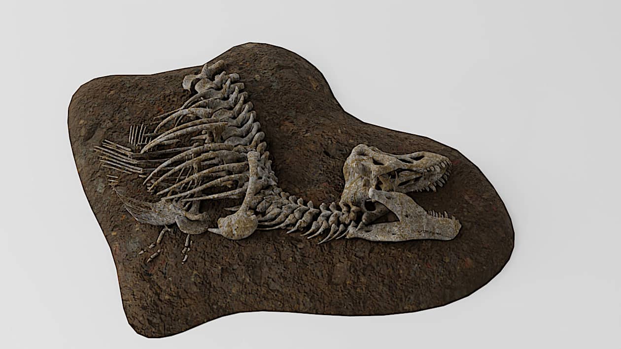 3D Model: Dinosaurs - Dinosaur Fossil (teacher made)