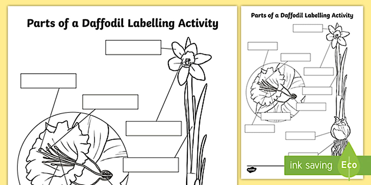 Parts of a Daffodil Labelling Activity (teacher made)