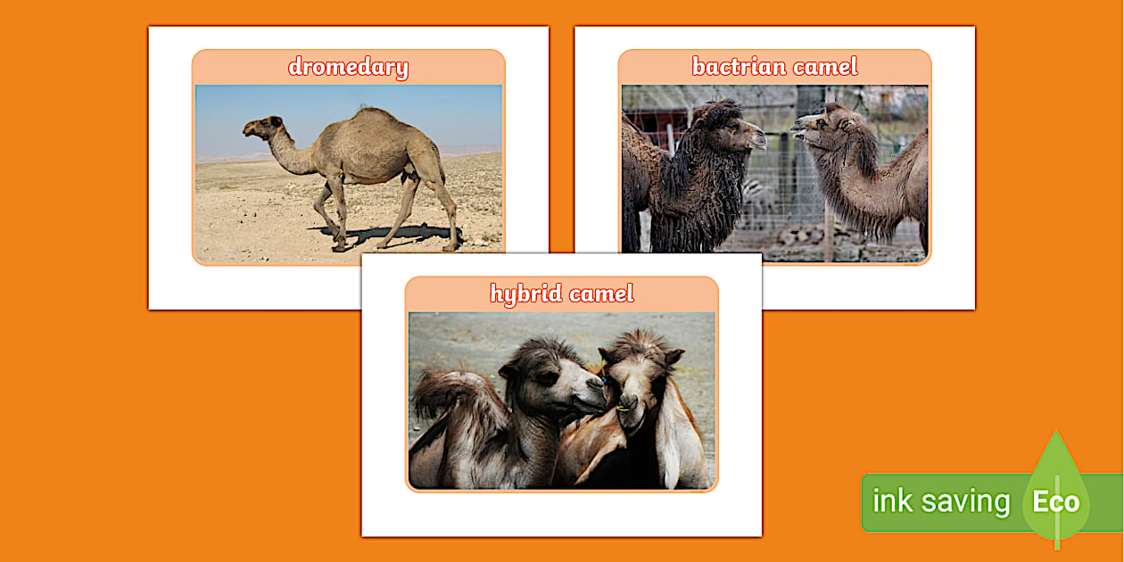 Types of Camel Photo Pack (teacher made) - Twinkl