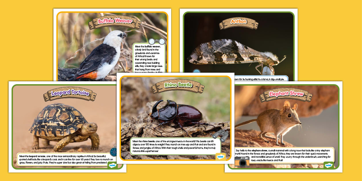 The Little Five Africa Posters (teacher made) - Twinkl