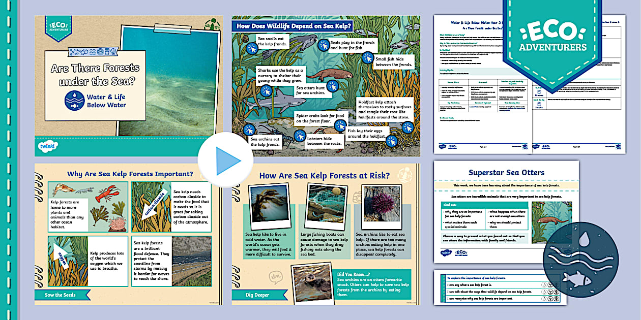 Year 3 Lesson 2: Are There Forests under the Sea? - Twinkl