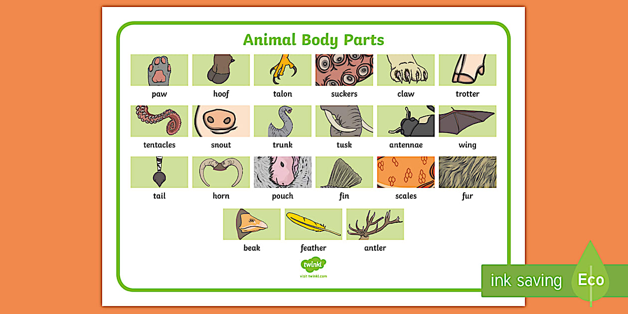 Black and White Animal Body Parts Vocabulary Mat - Twinkl