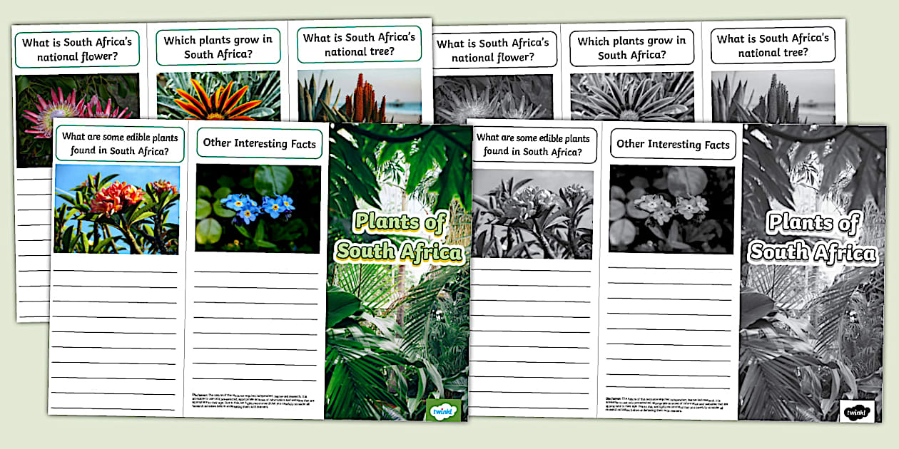 Plants of South Africa Leaflet Template (teacher made)
