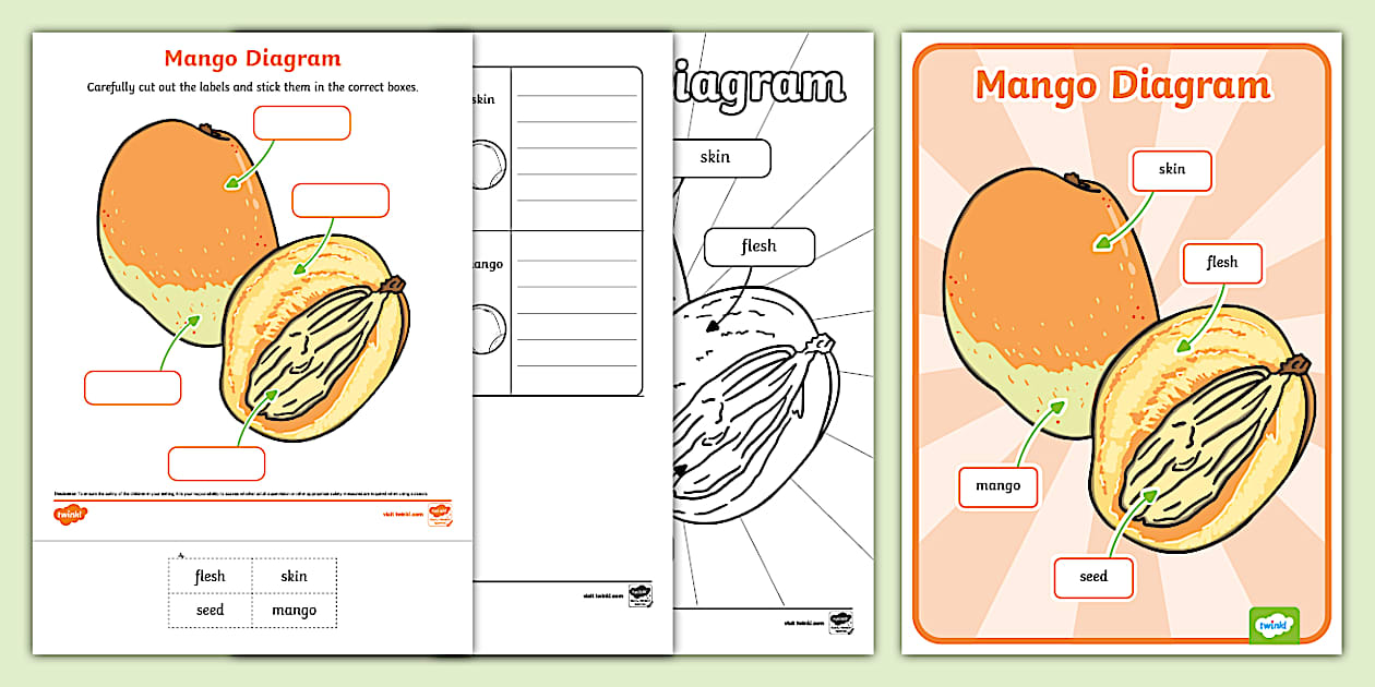 Mango Diagram Activity Pack (teacher made) - Twinkl