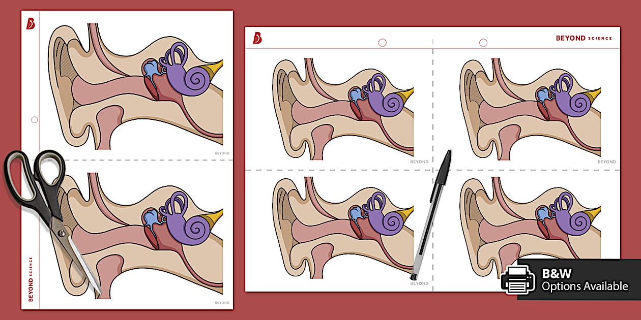 The Ear Illustration