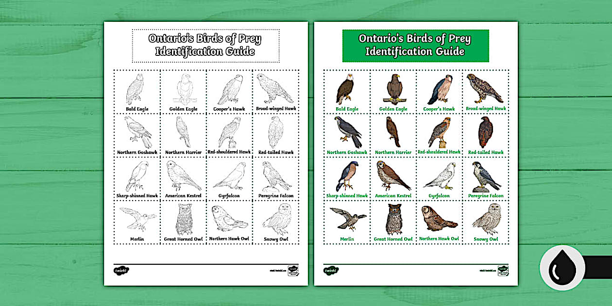 Ontario Birds of Prey Identification Guide (teacher made)