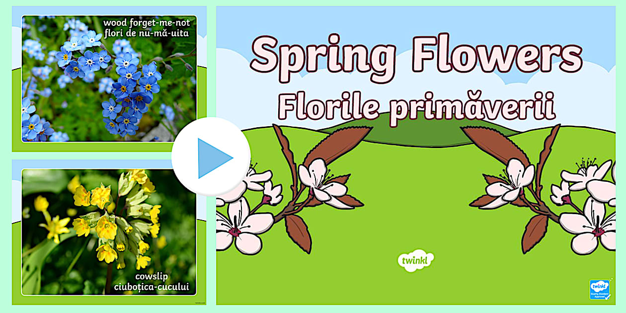 Springtime Flowers PowerPoint English/Romanian - Twinkl