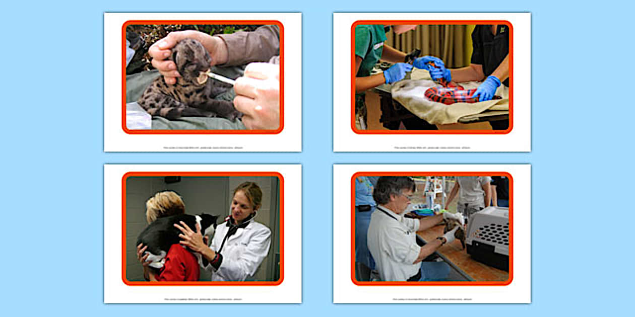Vet Display Photos (Teacher-Made) - Twinkl