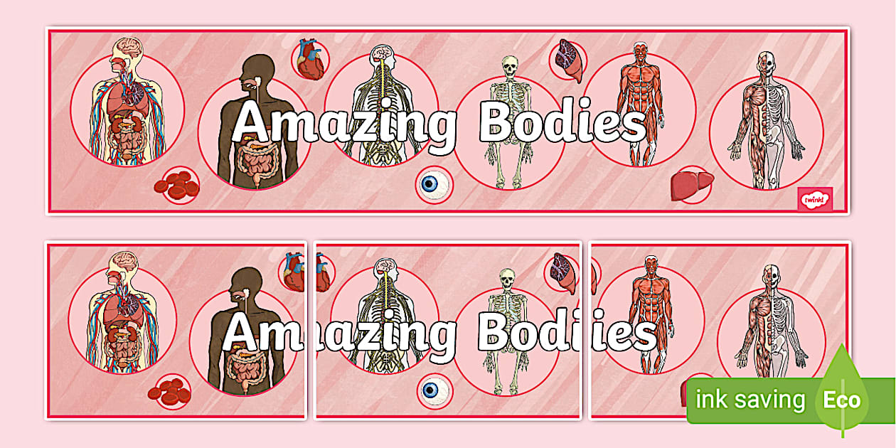 Amazing Bodies Display Banner (teacher made) - Twinkl