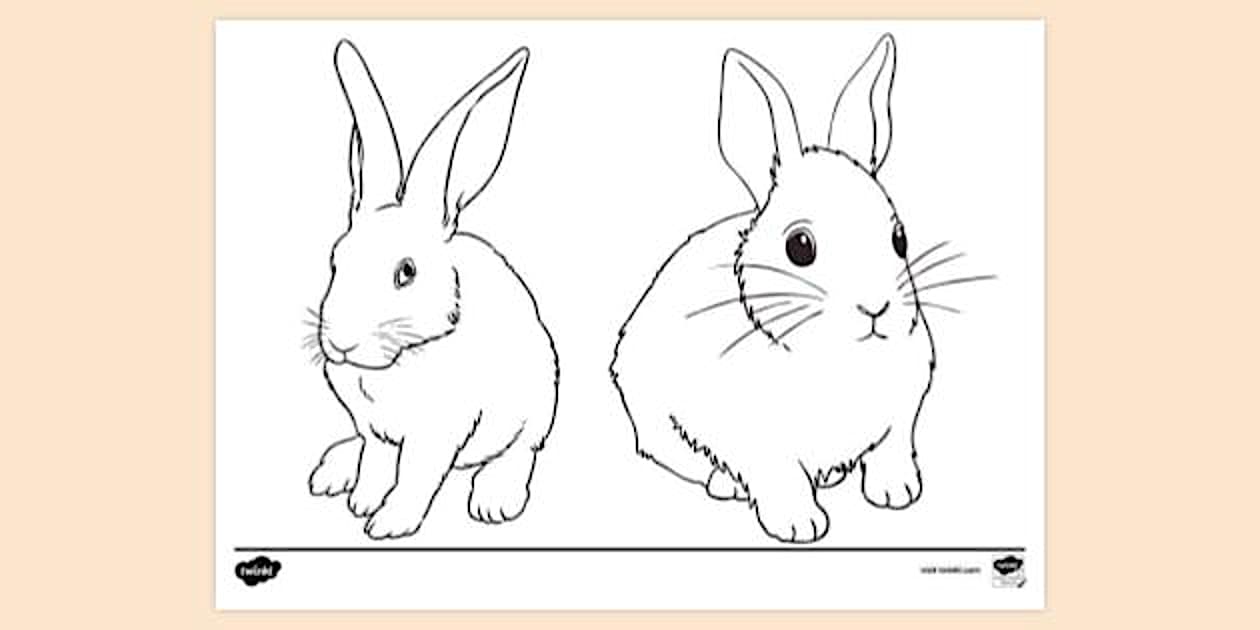 Rabbit Colouring | Colouring Sheets (teacher made) - Twinkl