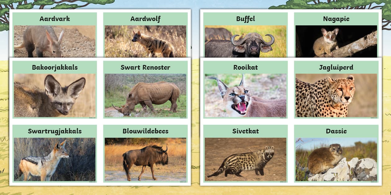 Suid-Afrikaanse Soogdiere Flitskaarte (Teacher-Made)