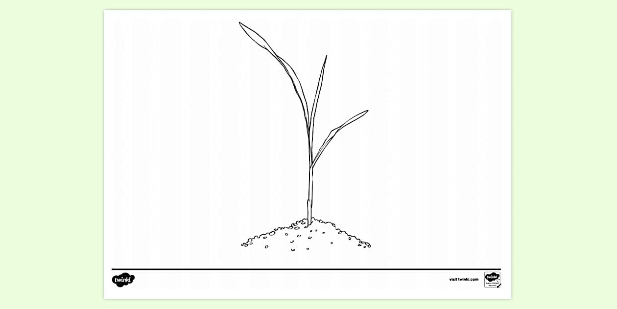 Corn Sprout Colouring Sheet | Colouring Sheets - Twinkl