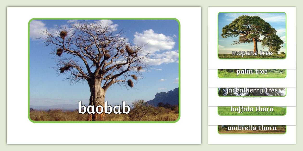 Trees Display Photos (Teacher-Made) - Twinkl