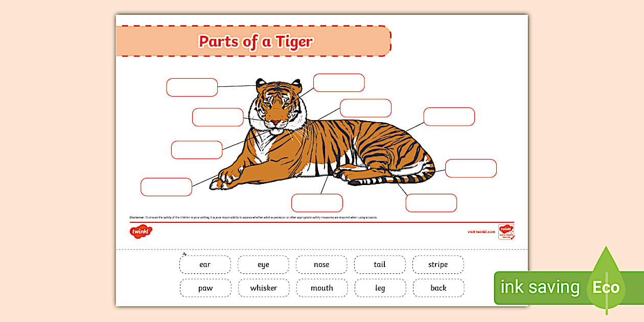 Parts of a Tiger Labelling | International Tiger Day
