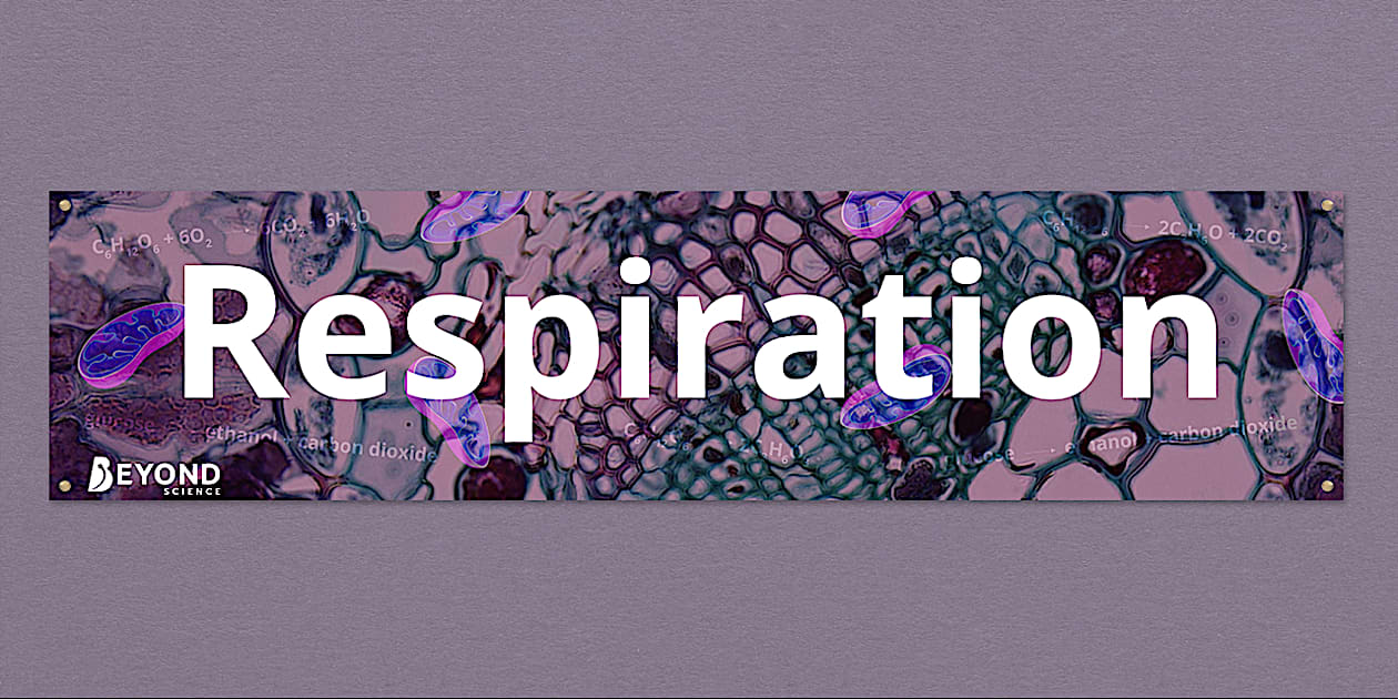 Cellular Respiration Display Banner (teacher made) - Twinkl
