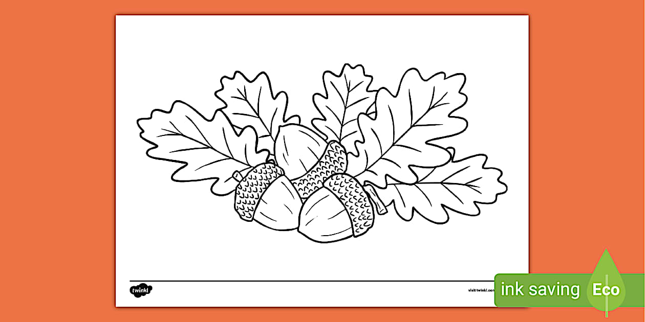 Oak Tree Acorns Colouring Sheet | Primary Resources - Twinkl