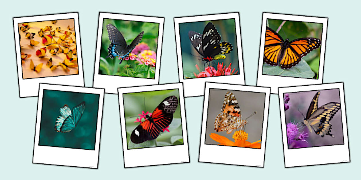 Butterflies Instant Photo Style Display Images - Twinkl