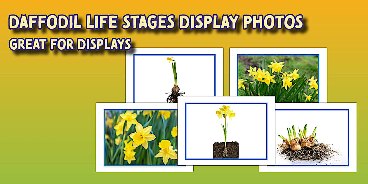 Daffodil Life Stages Display Photos