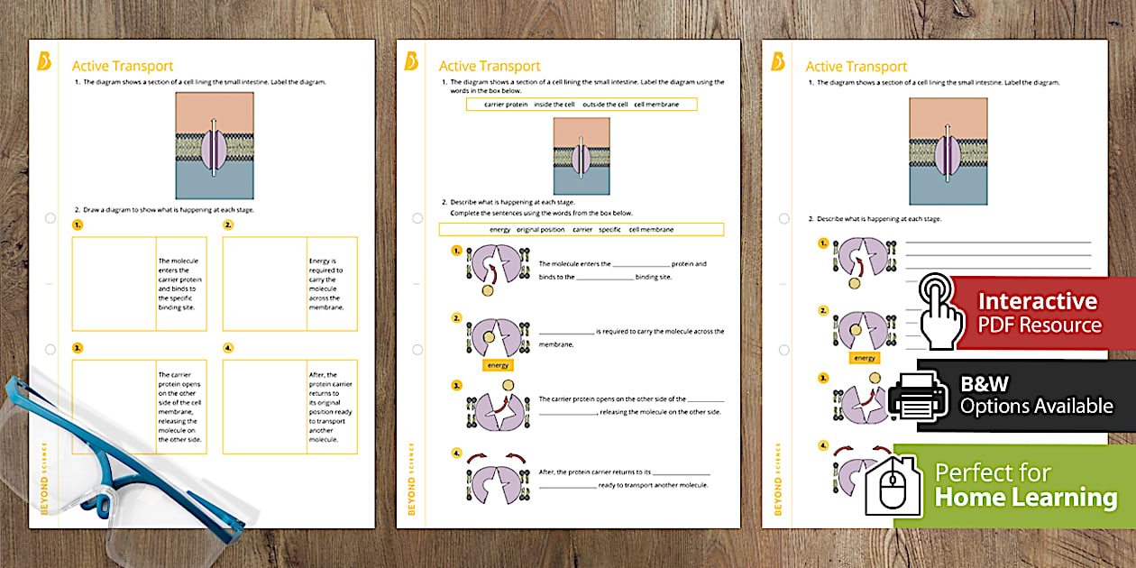 Active Transport Worksheet | AQA GCSE Biology | Beyond