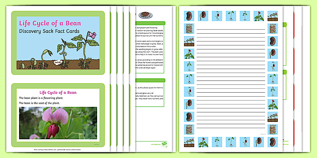 Life Cycle of a Bean Discovery Sack (teacher made) - Twinkl
