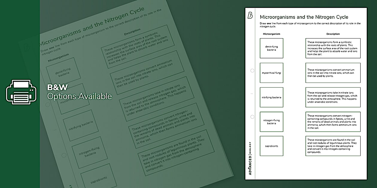 Microorganisms and the Nitrogen Cycle Match and Draw |Beyond