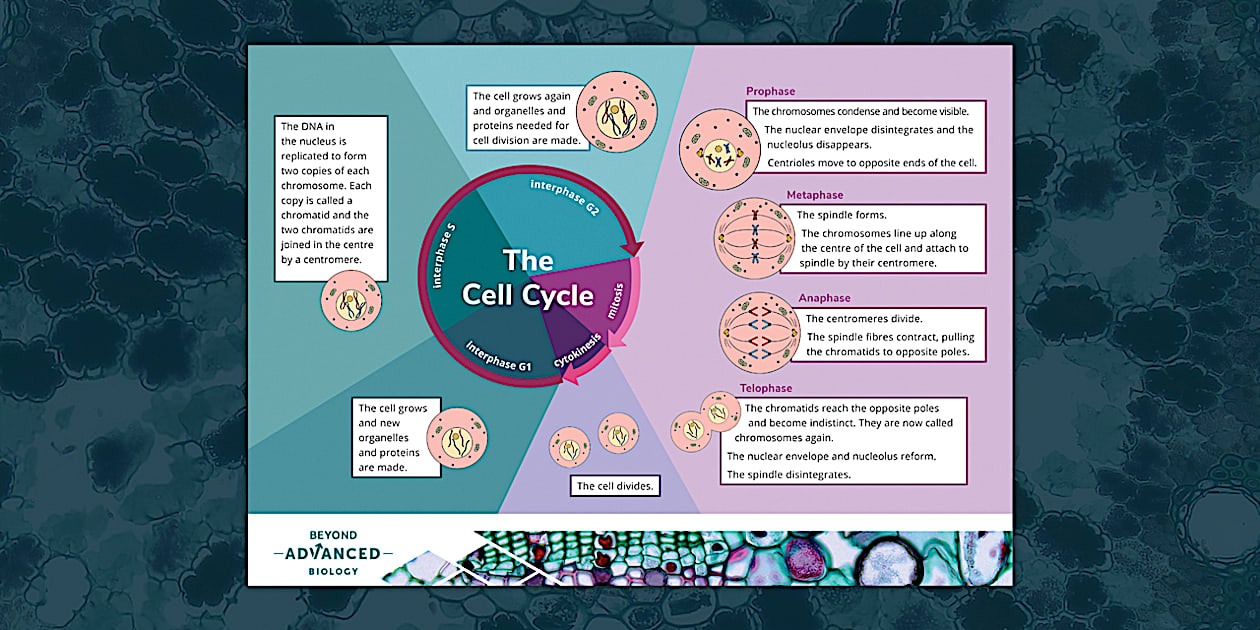 A Level Biology: The Cell Cycle Poster (teacher made)