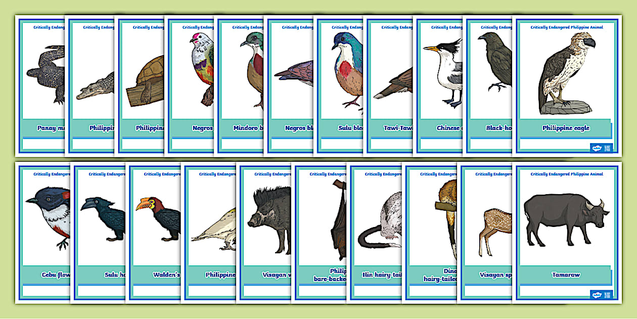 Critically Endangered Philippine Animals Poster | Grades 2 - 6 | Twinkl