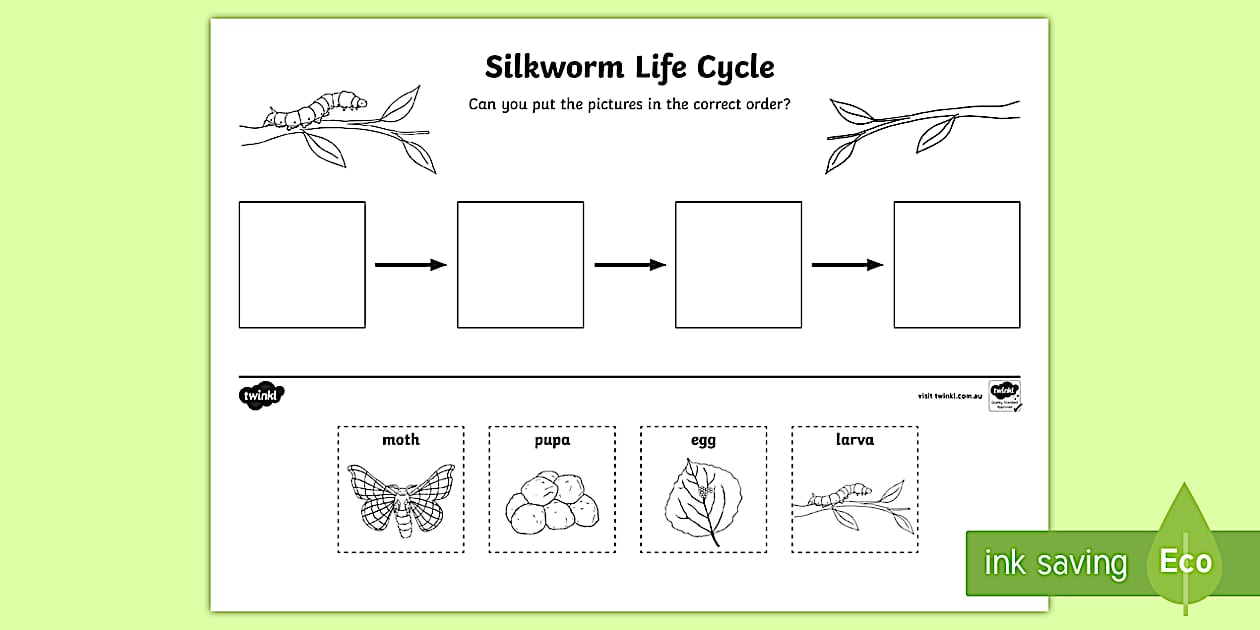 Silkworm Life Cycle Ordering Worksheet / Worksheet - Twinkl