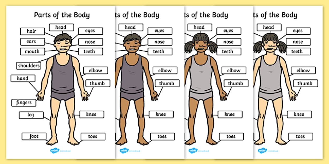 The Body With Labels - Human Body Labelled (A4) - Twinkl
