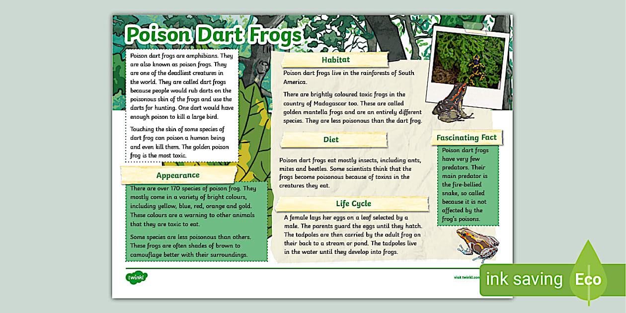 KS2 Poison Dart Frog Fact File - Animals - Amphibians